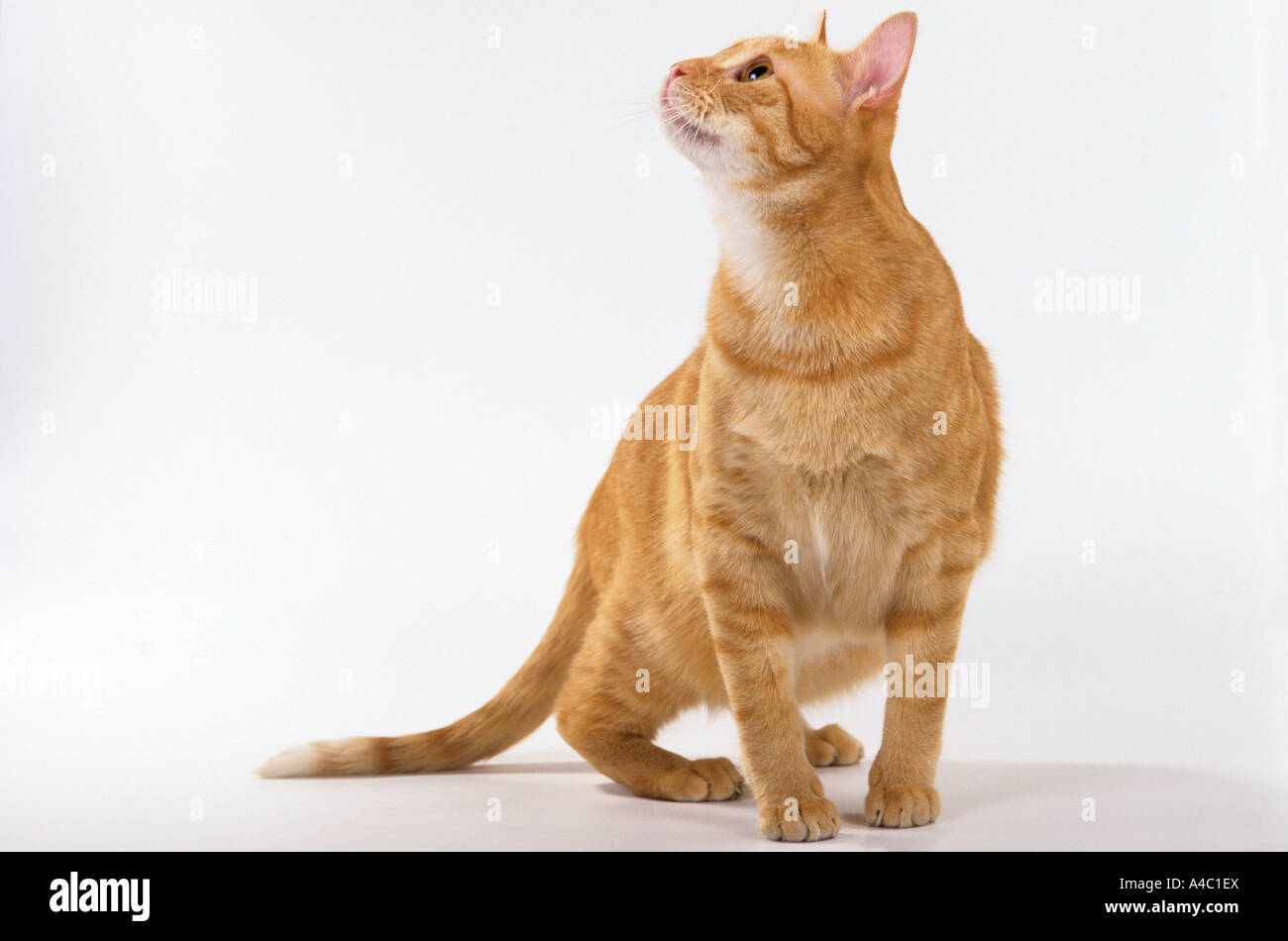 Cat sitting looking out Cut Out Stock Images & Pictures - Alamy