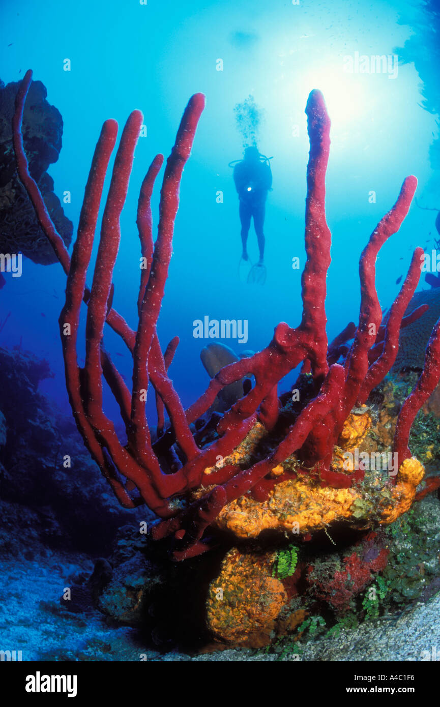 Rope sponges hi-res stock photography and images - Alamy