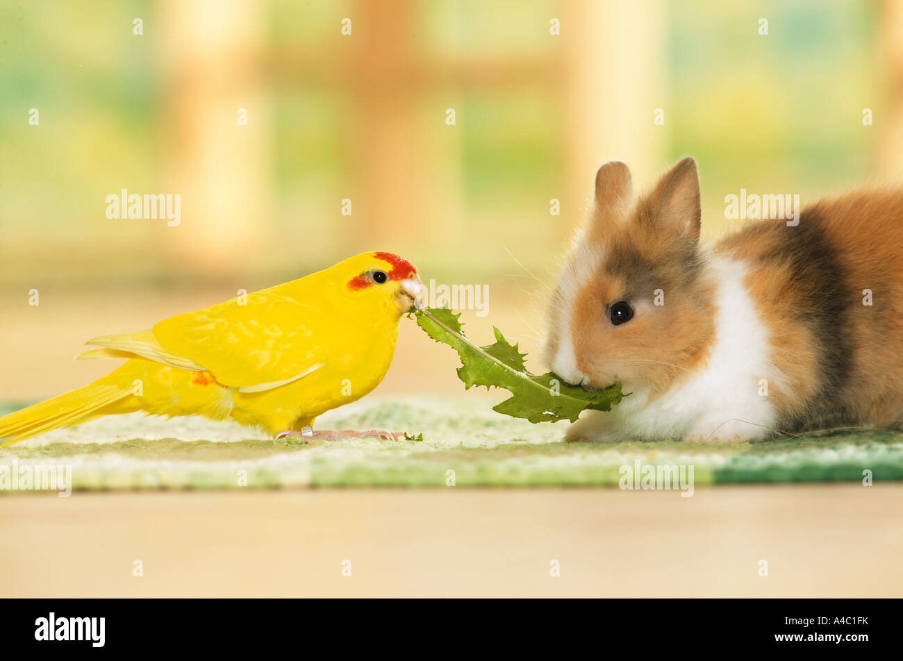 animal friendship: red-fronted parakeet and dwarf rabbit eating a leaf ...