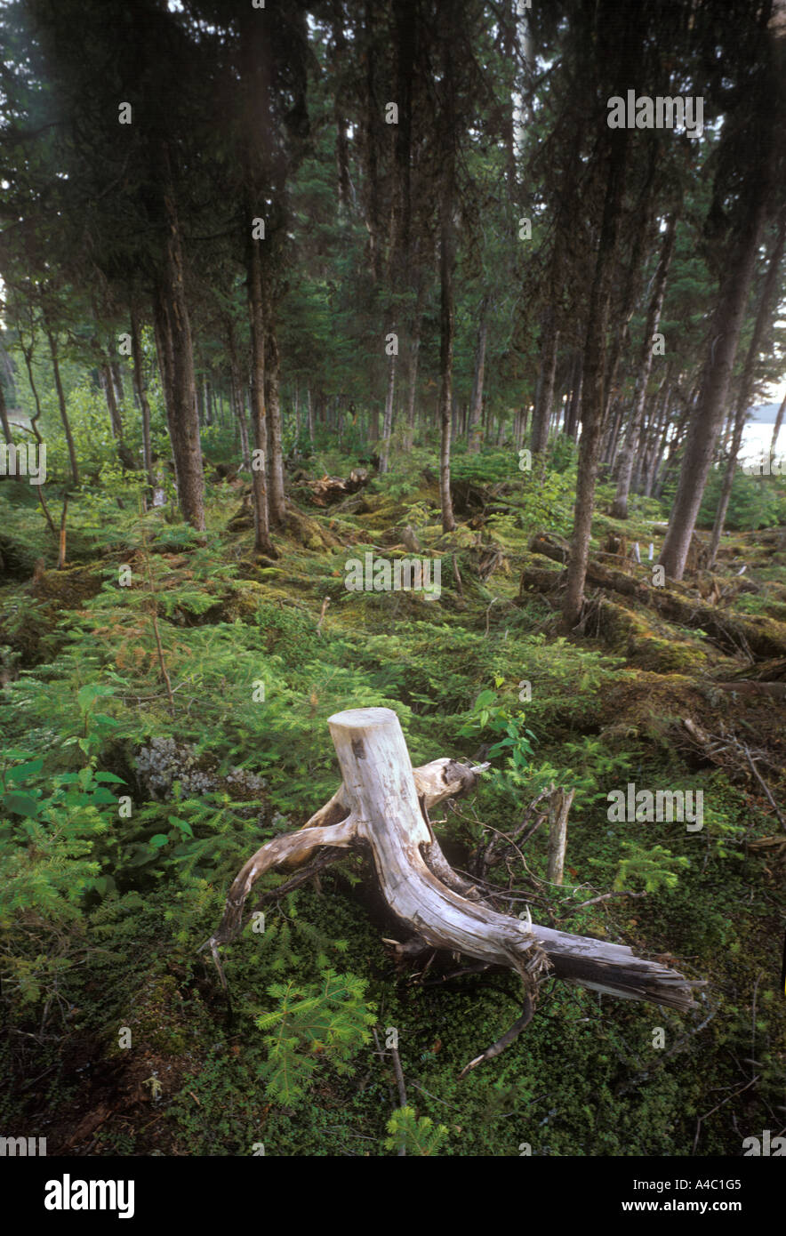 New forest bleached tree hi-res stock photography and images - Alamy