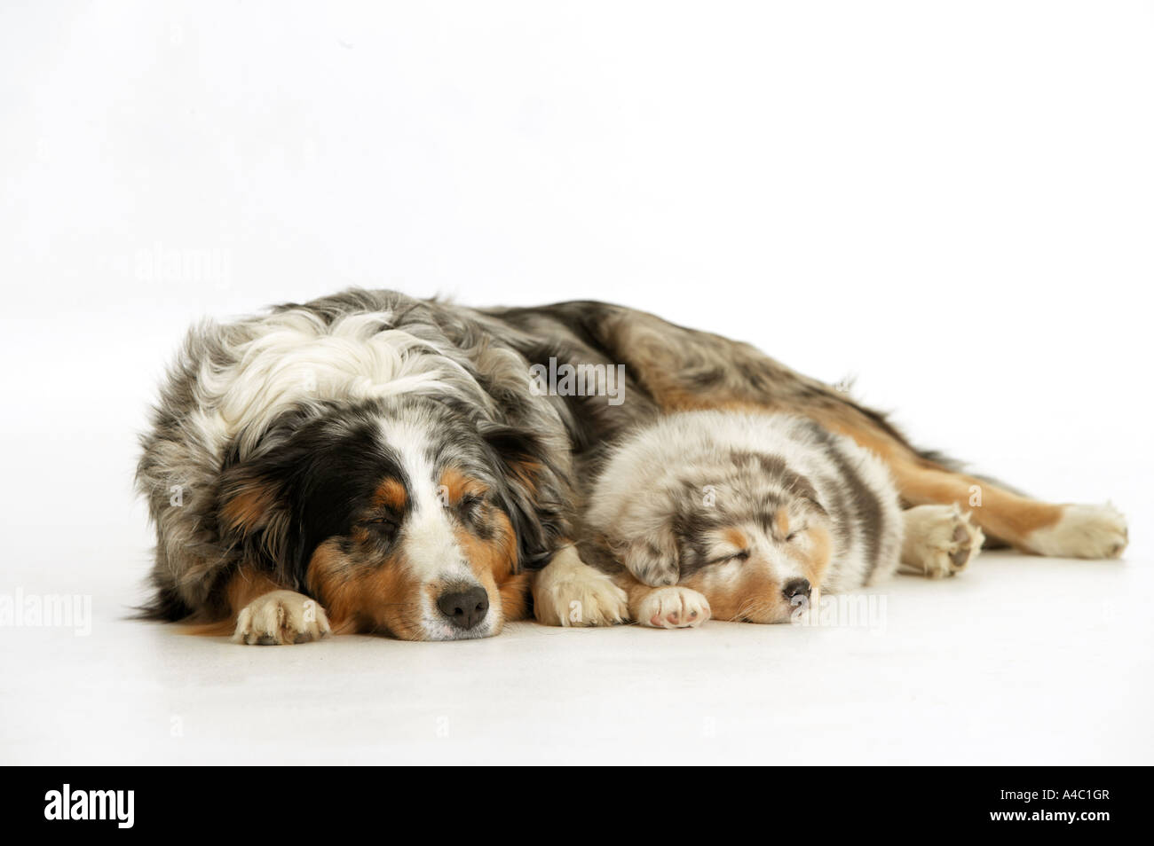Australian Shepherd and puppy sleeping Stock Photo - Alamy