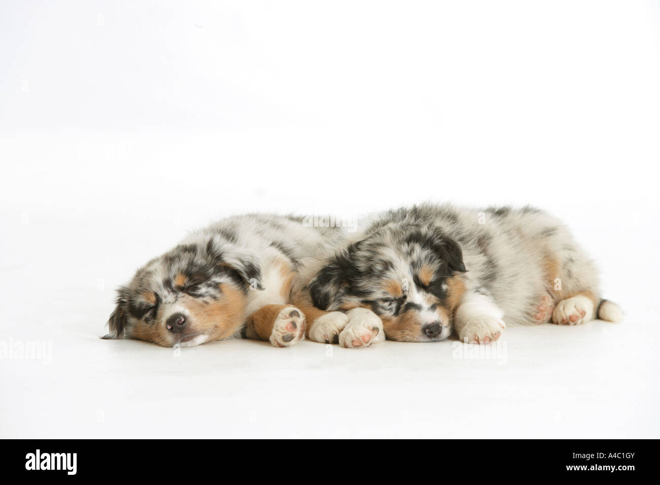 two Australian Shepherd dog puppies - sleeping Stock Photo - Alamy