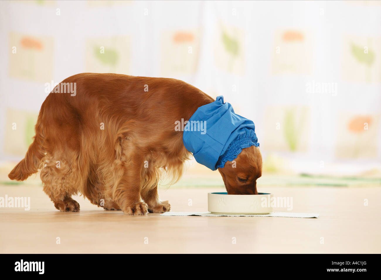 English Cocker Spaniel eating from a bowl. A dog hat prevents the ears ...