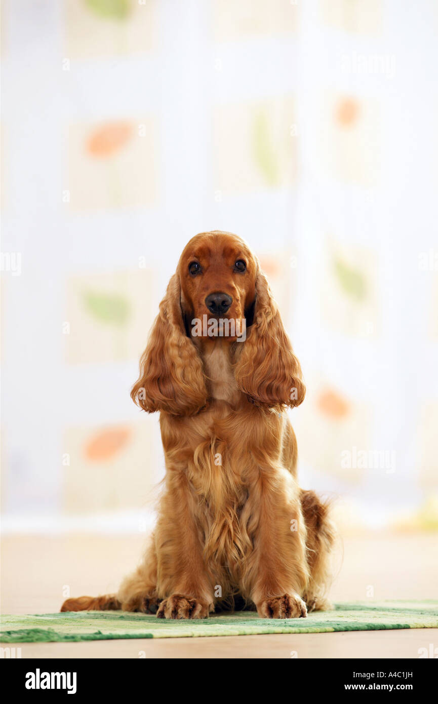 Cocker Spaniel sitting on carpet Stock Photo - Alamy