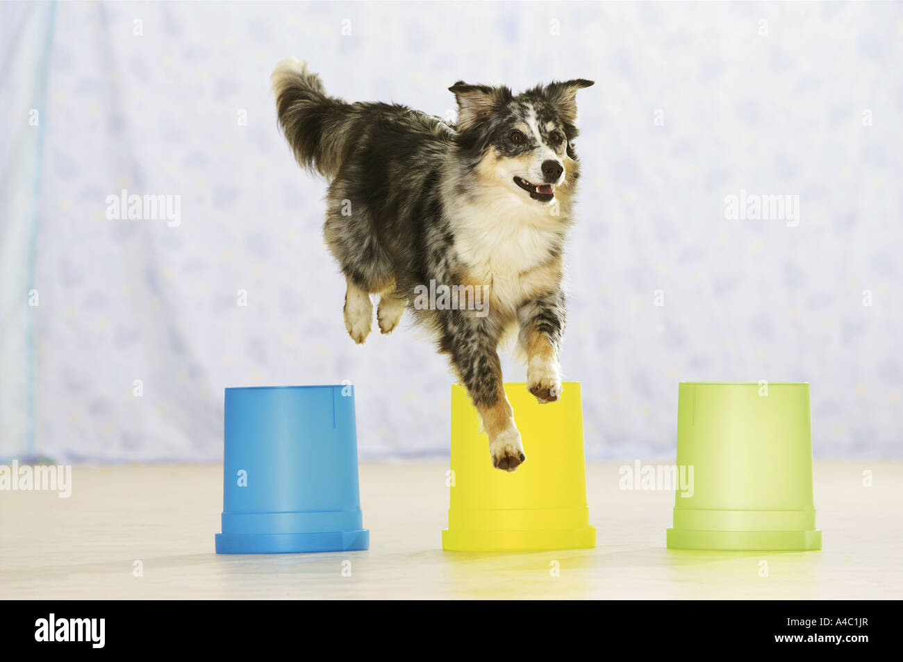 Agility in the flat Australian Shepherd jumping over buckets Stock ...