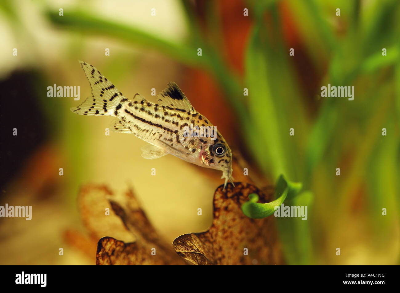 Leopard catfish / Corydoras julii Stock Photo - Alamy