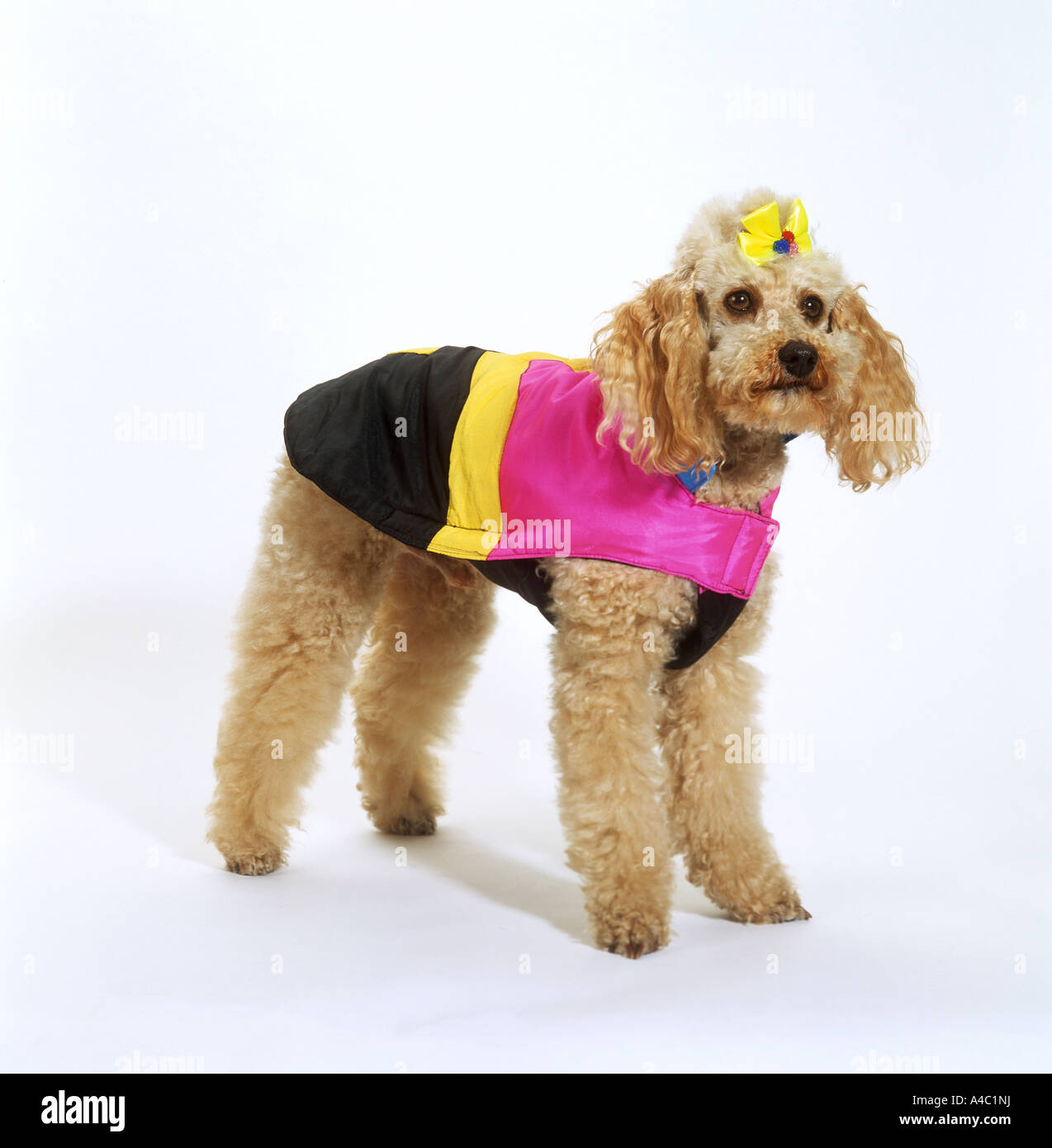 poodle with coat and bow - cut out Stock Photo - Alamy