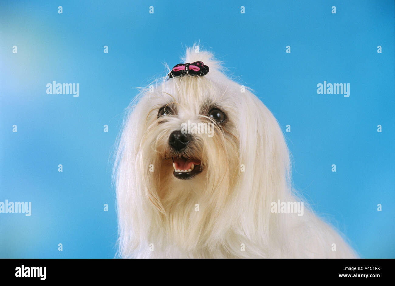 Maltese dog - portrait Stock Photo - Alamy