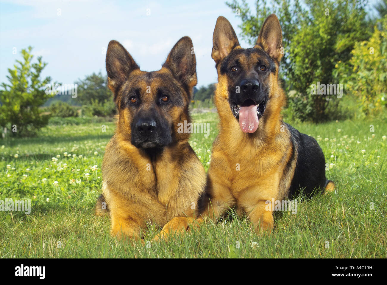 Two lying shepherds hi-res stock photography and images - Alamy