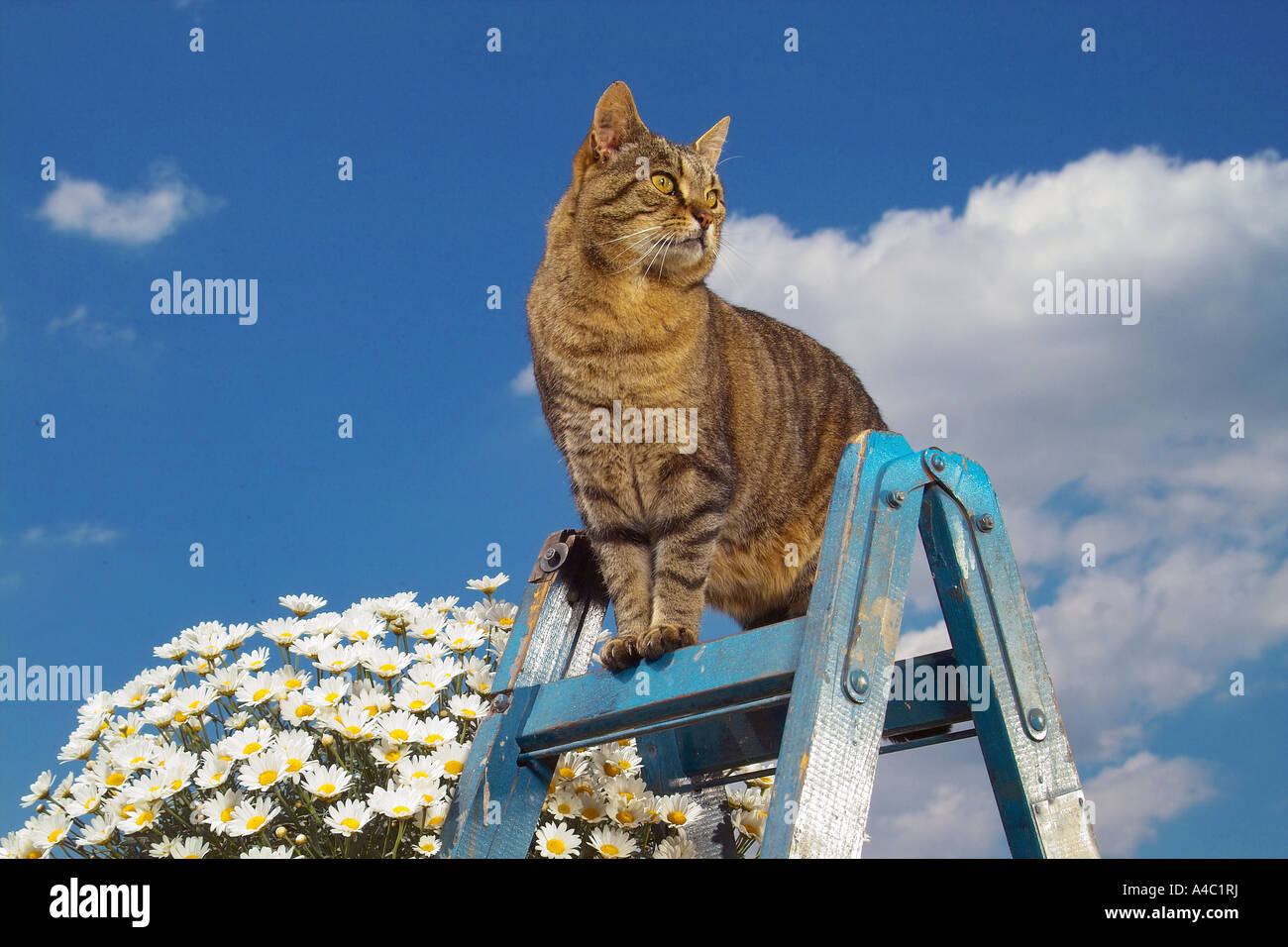 tabby domestic cat - standing on ladder Stock Photo - Alamy