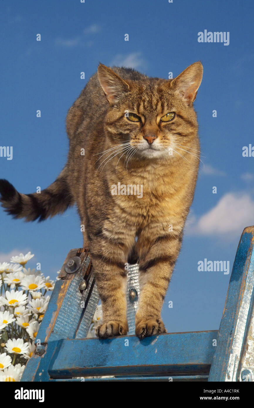 tabby domestic cat - standing on ladder Stock Photo - Alamy