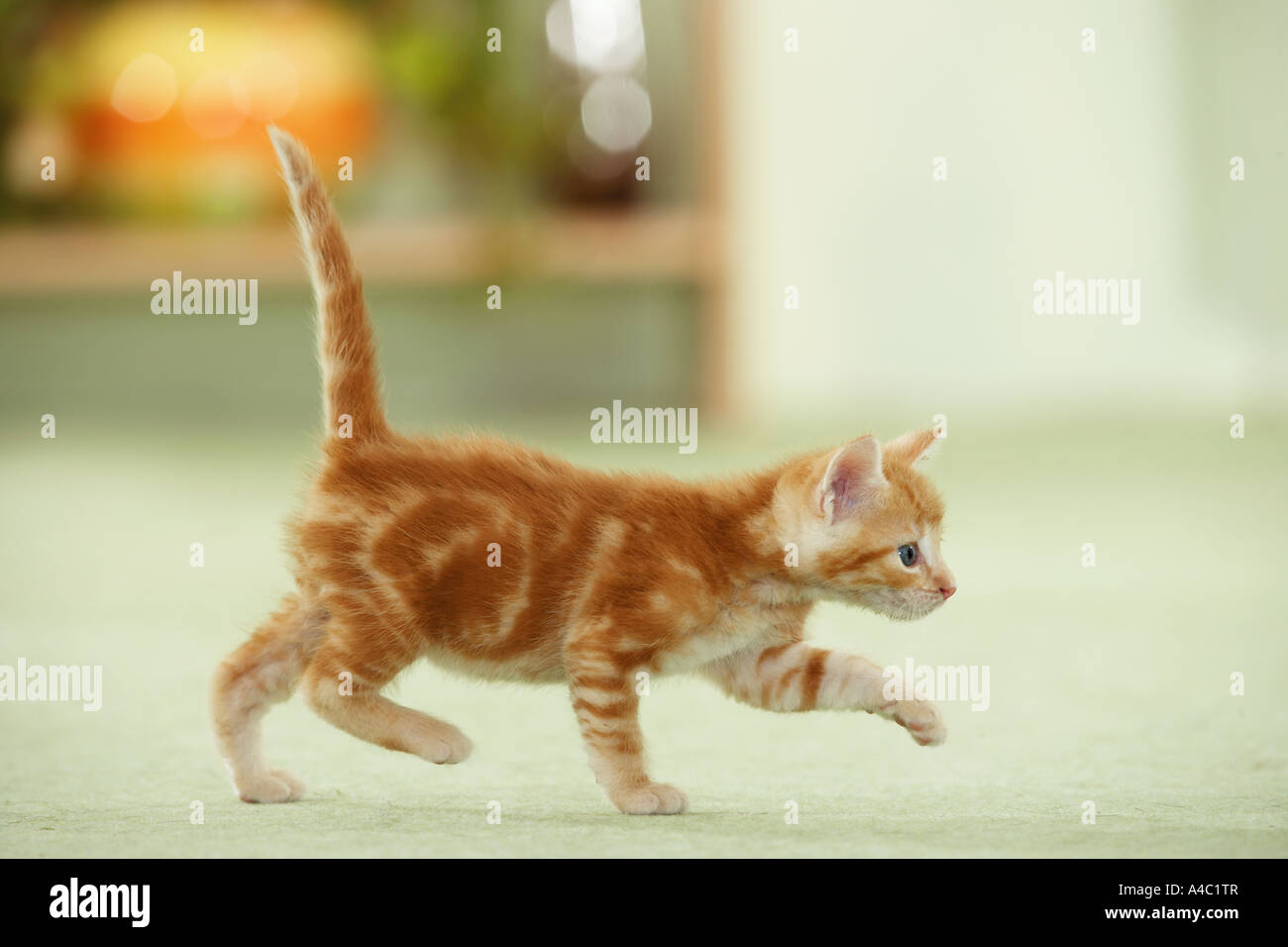 kitten walking lateral Stock Photo - Alamy