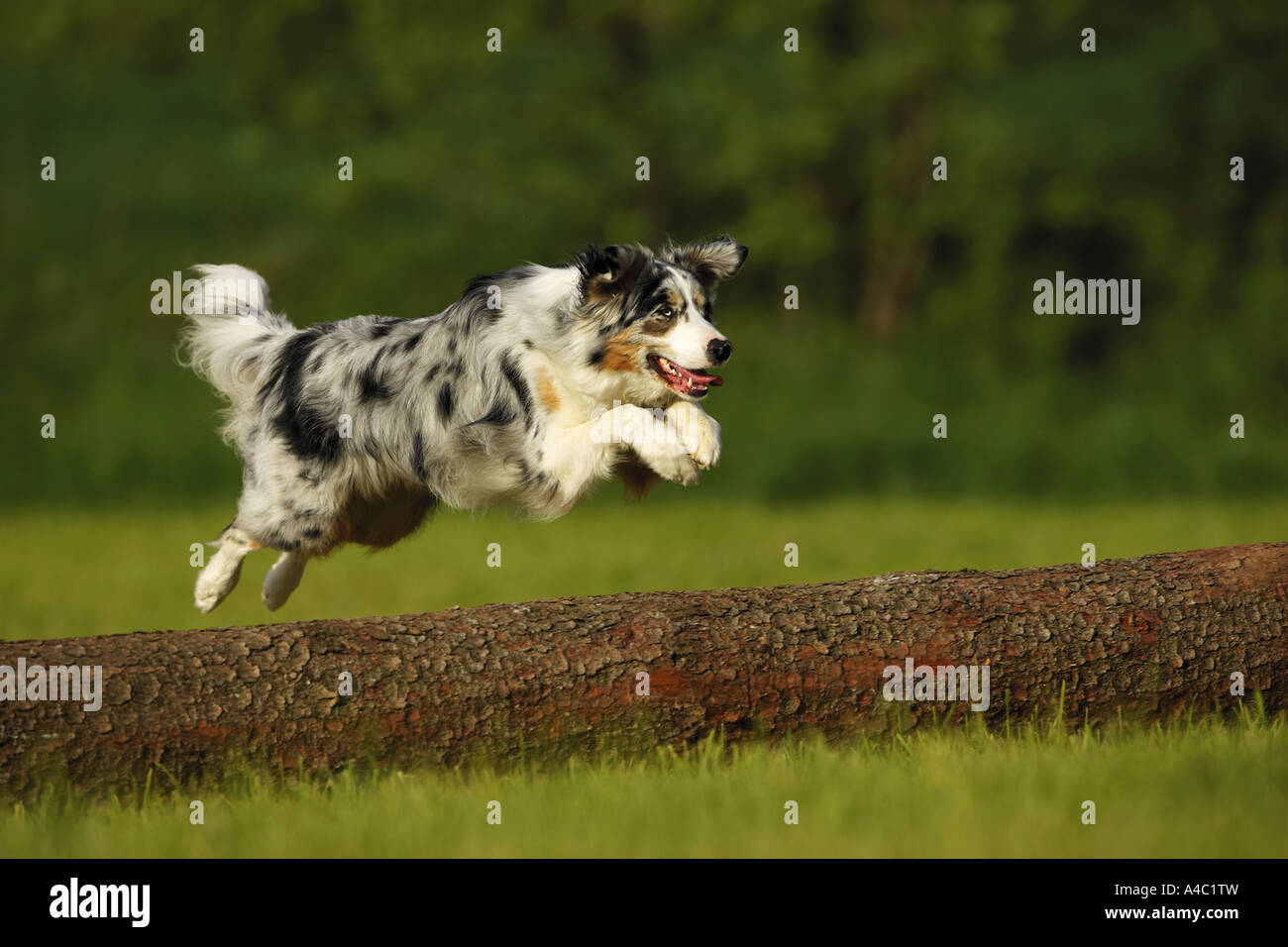 Australian Shepherd jumping over trunk Stock Photo - Alamy