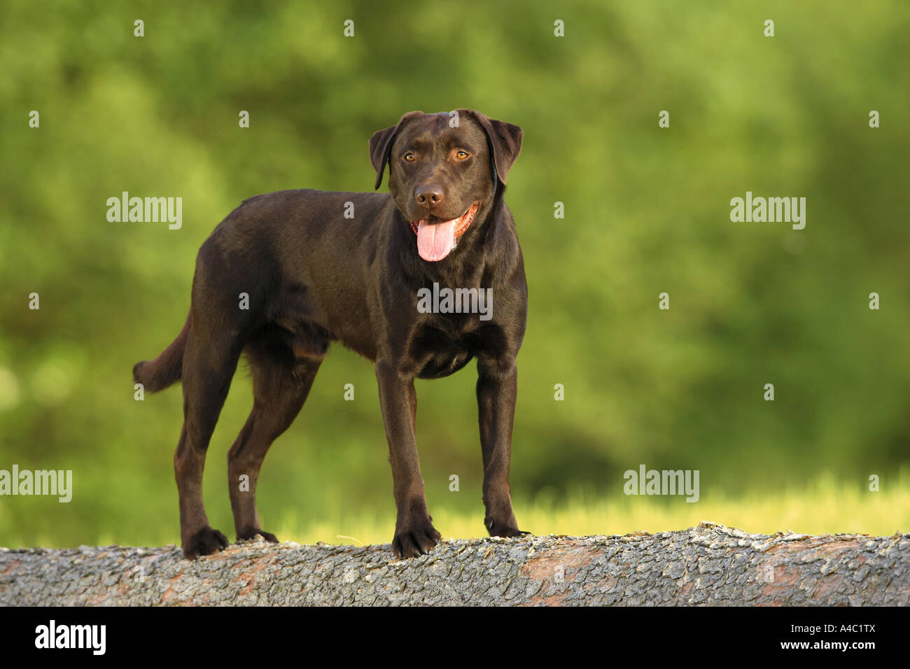 Labrador Retriever dog - standing on tree trunk Stock Photo - Alamy