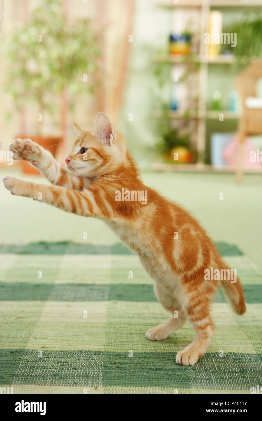 domestic cat - kitten standing on hind legs Stock Photo - Alamy