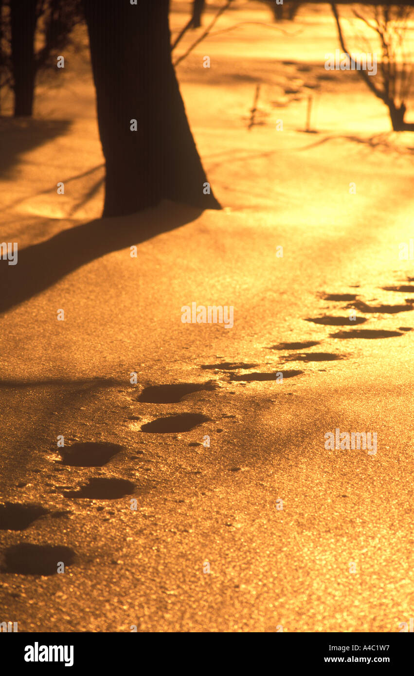 Footprints In The Snowy Garden High Resolution Stock Photography and ...