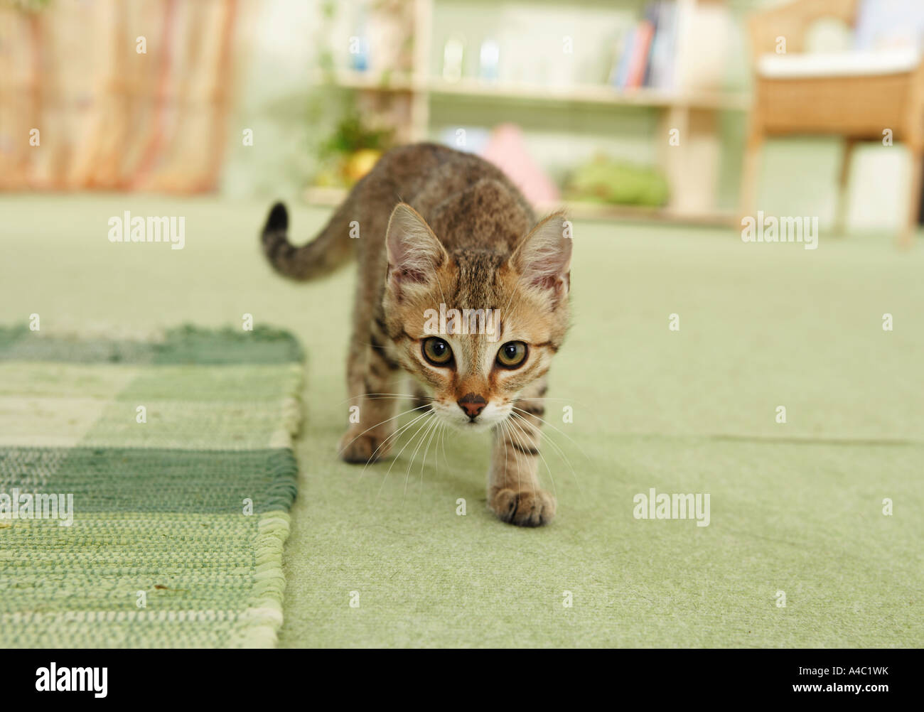 domestic cat - kitten walking Stock Photo - Alamy