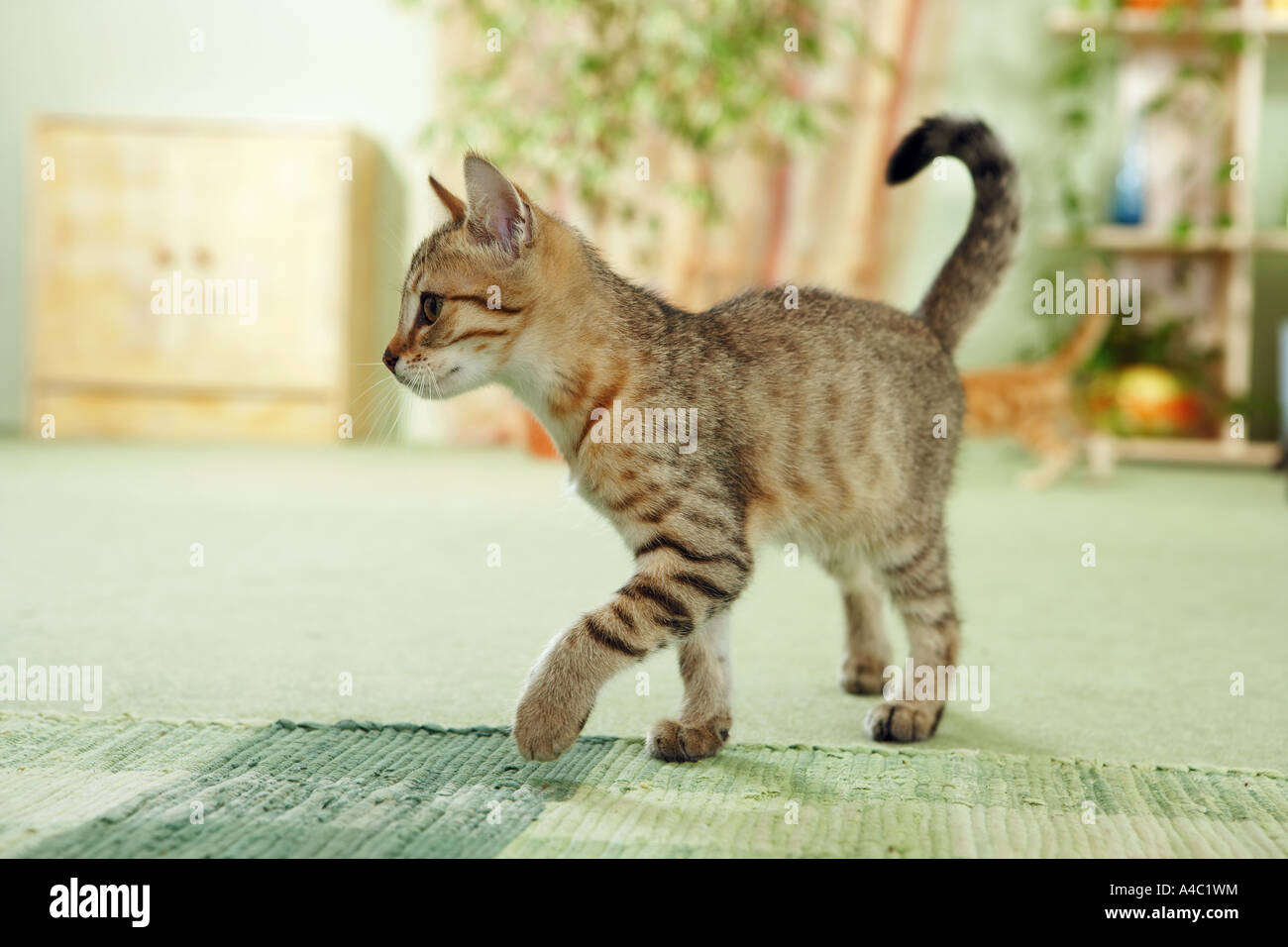 young domestic cat - walking Stock Photo - Alamy