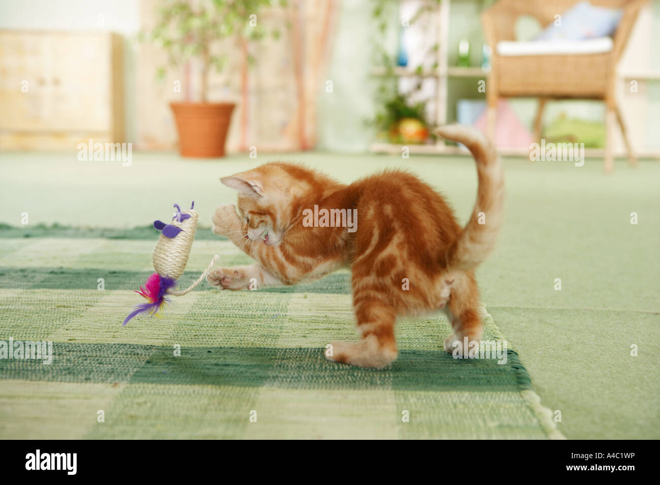 young domestic cat - playing Stock Photo - Alamy