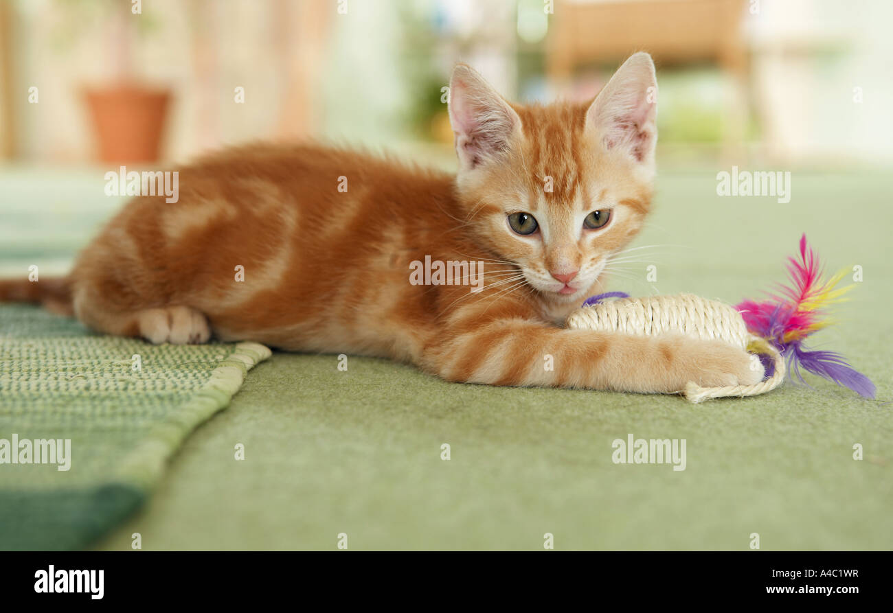 young domestic cat - playing Stock Photo - Alamy
