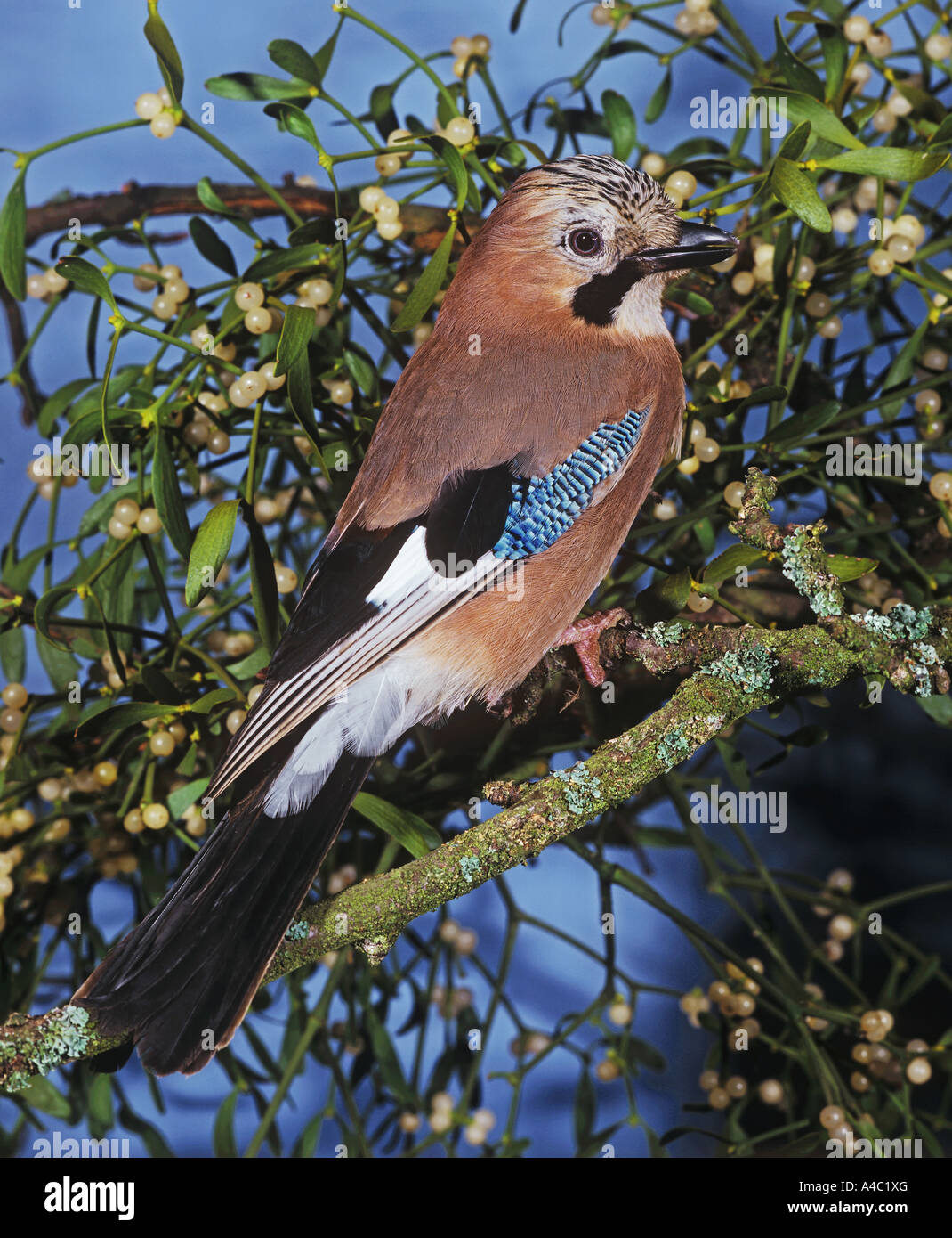Eurasian Jay (Garrulus glandarius). Adult standing on a branch, next to ...