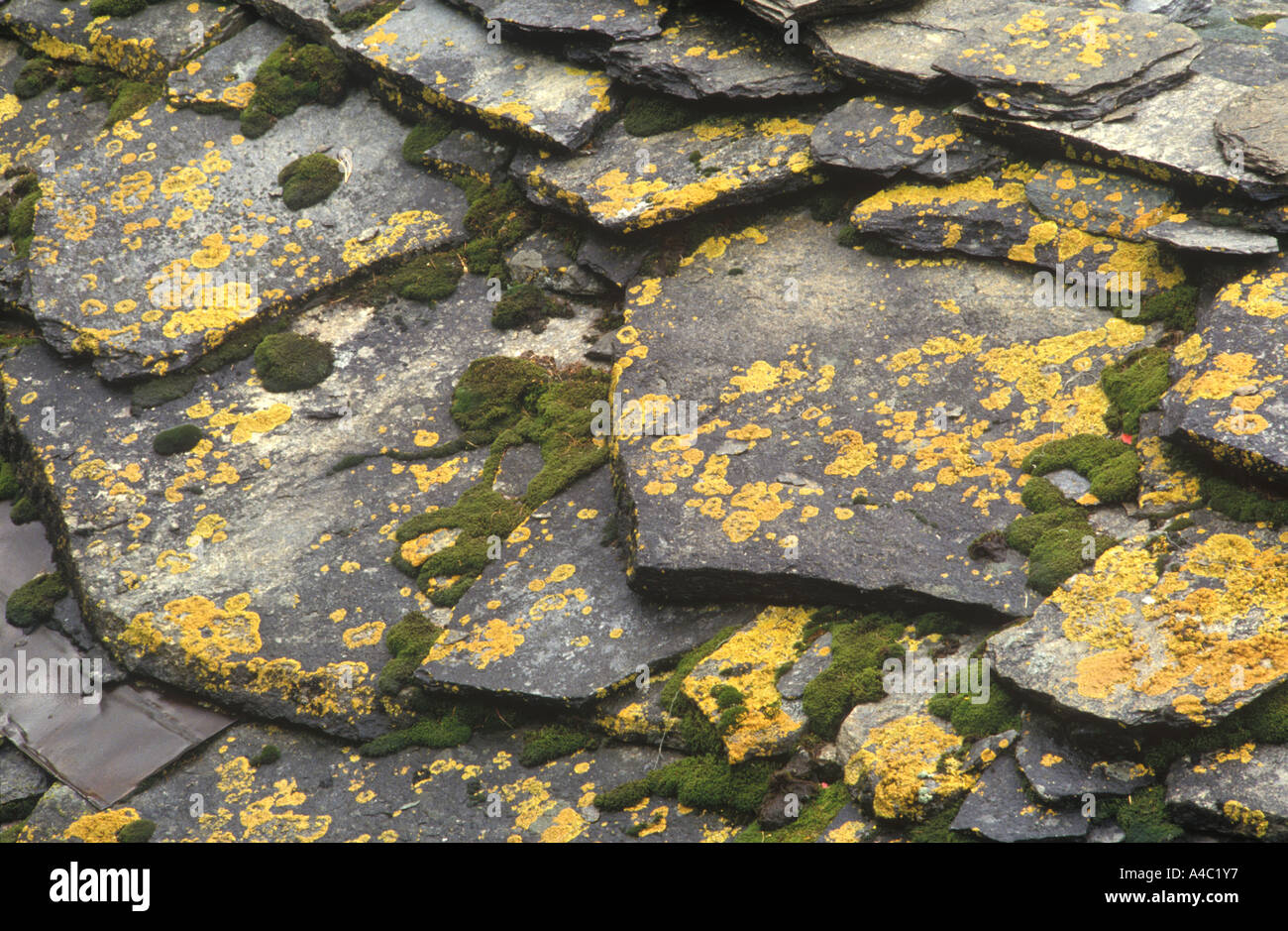 Moss roof hi-res stock photography and images - Alamy