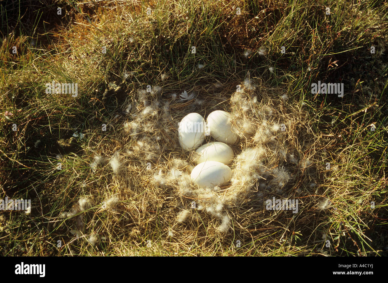 eggs of Canada goose / Branta canadensis Stock Photo - Alamy