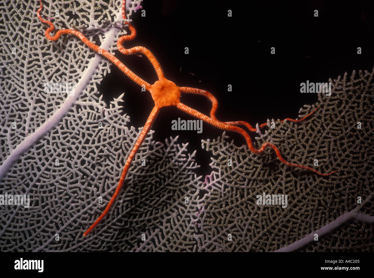 Ophioderma hi-res stock photography and images - Alamy