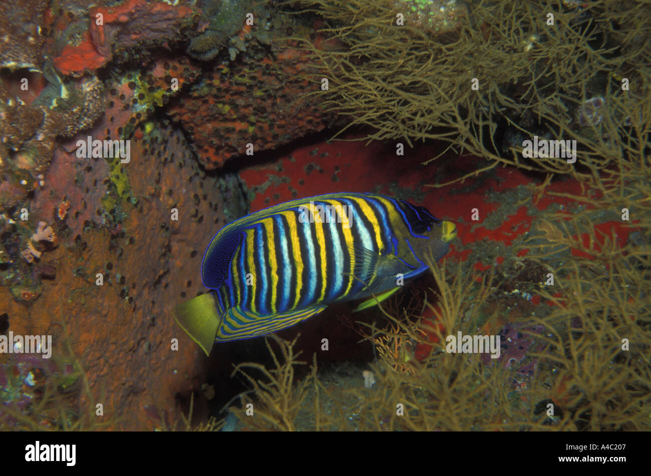 REGAL ANGELFISH PYGOPLITES DIACANTHUS Stock Photo - Alamy