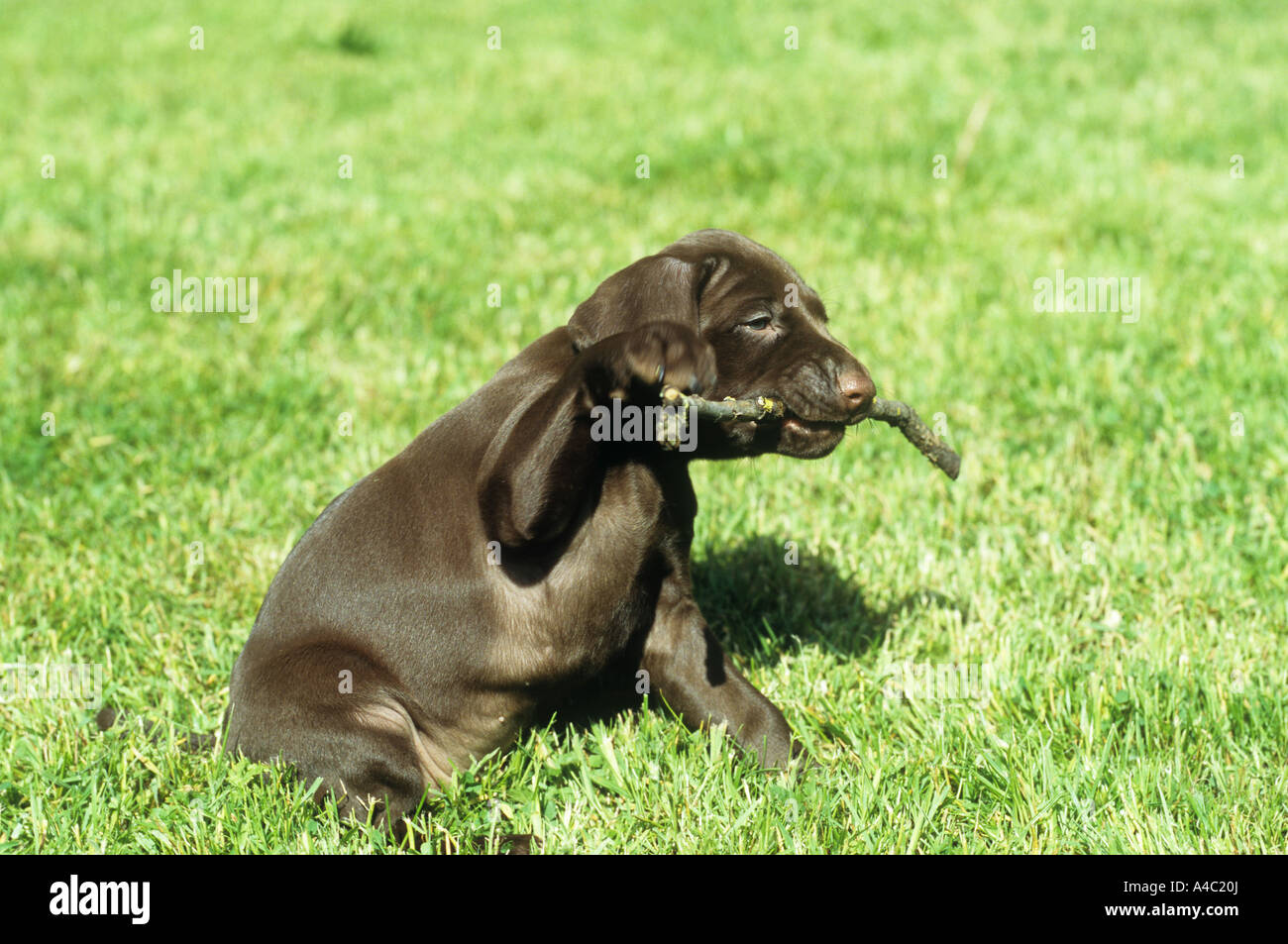 German Shorthaired Pointer - puppy with stick Stock Photo - Alamy
