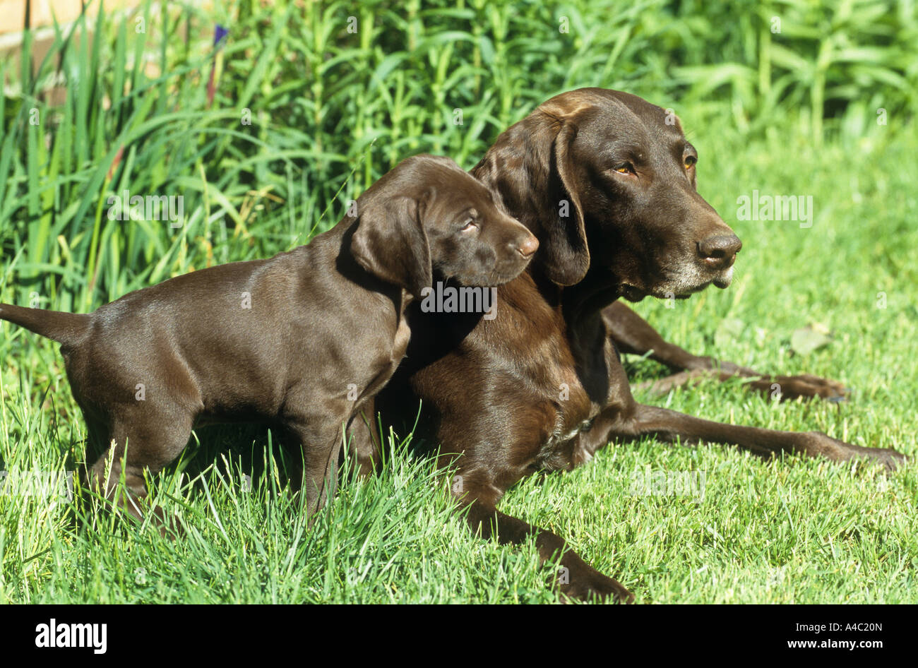German shorthaired pointer with puppy Stock Photo - Alamy