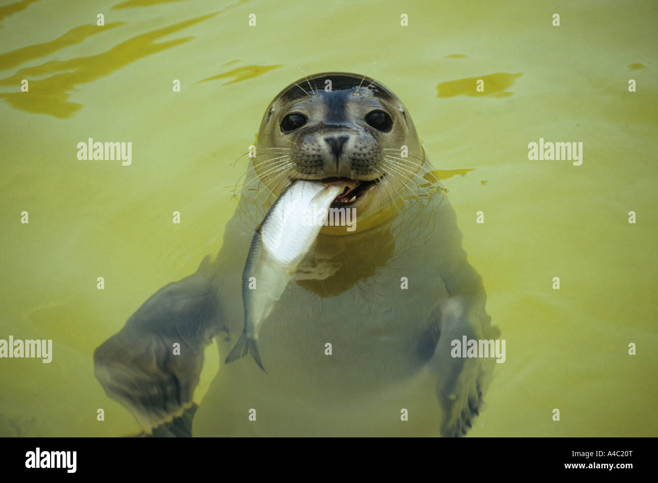 Seal feeding underwater hi-res stock photography and images - Alamy