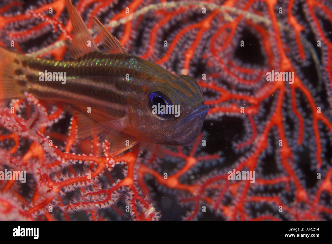 LARGE TOOTHED CARDINALFISH CHEILODIPTERUS MACRODON Stock Photo - Alamy