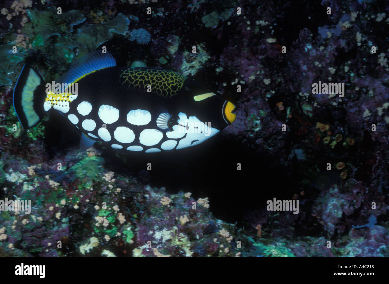 CLOWN TRIGGER BALISTOIDES CONSPICILLUM Stock Photo - Alamy