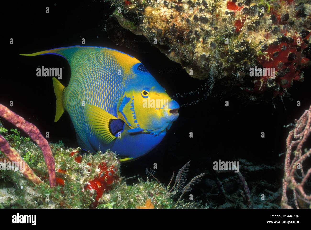 Queen angelfish closeup hi-res stock photography and images - Alamy
