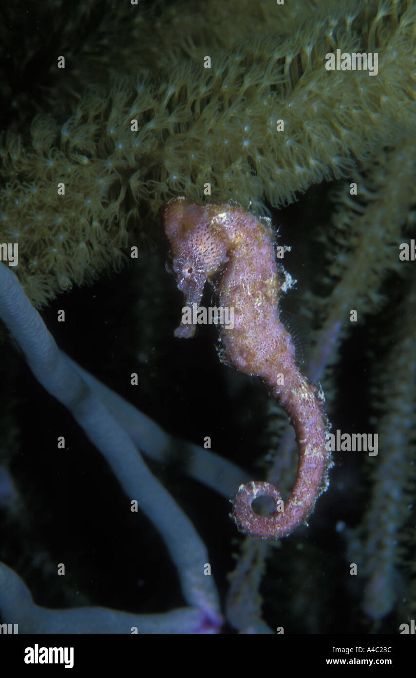 Longsnout seahorses hi-res stock photography and images - Alamy