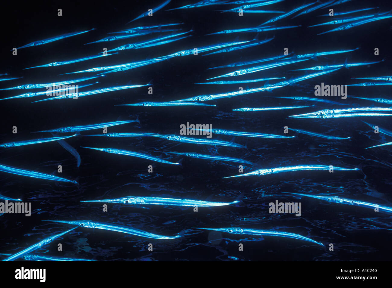 FLAT NEEDLEFISH ABLENNES HIANS Stock Photo - Alamy