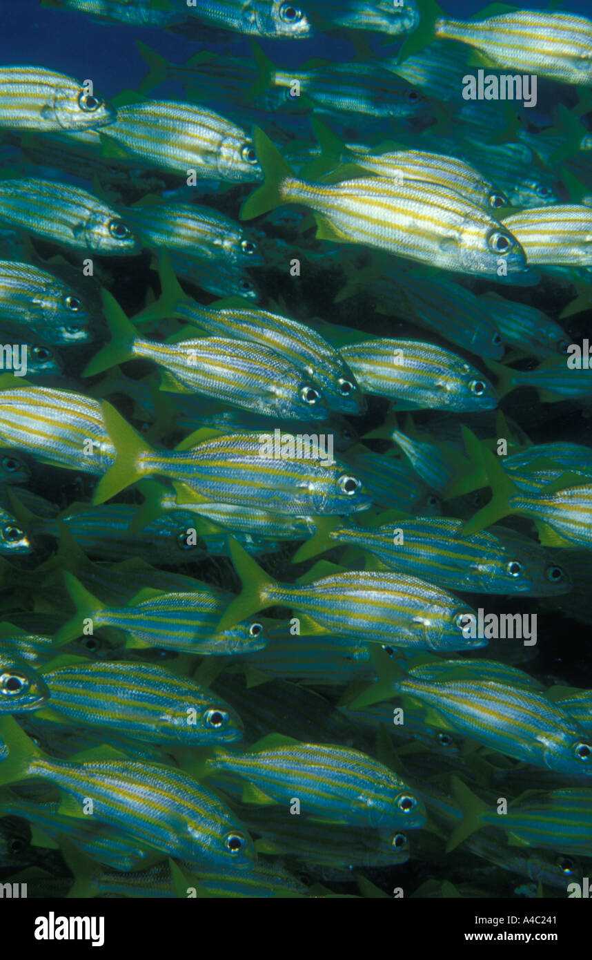 Grunts hi-res stock photography and images - Alamy