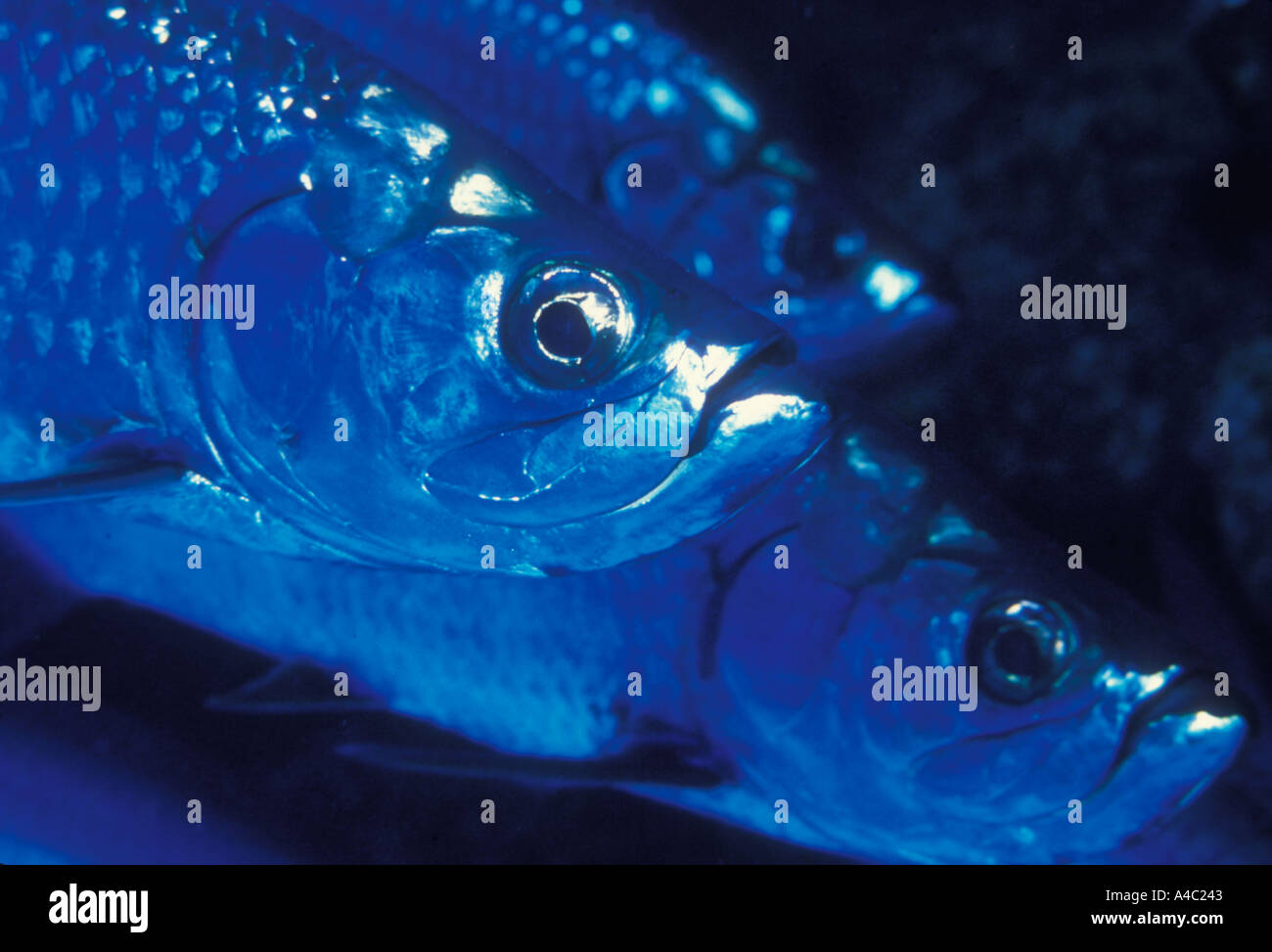 Megalops hi-res stock photography and images - Alamy