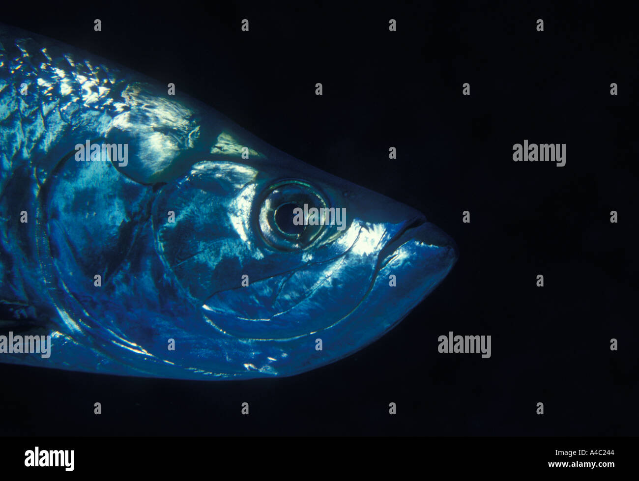 CLOSEUP OF TARPON MEGALOPS ATLANTICUS Stock Photo - Alamy