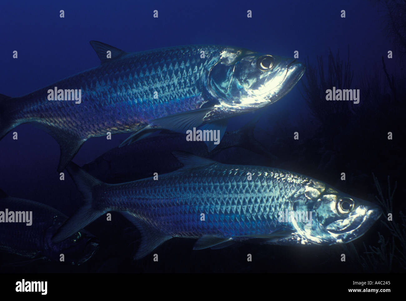 TARPON MEGALOPS ATLANTICUS Stock Photo - Alamy