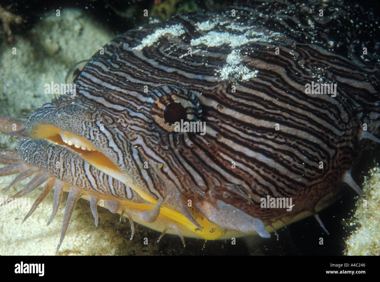 Splendid toadfish hi-res stock photography and images - Alamy