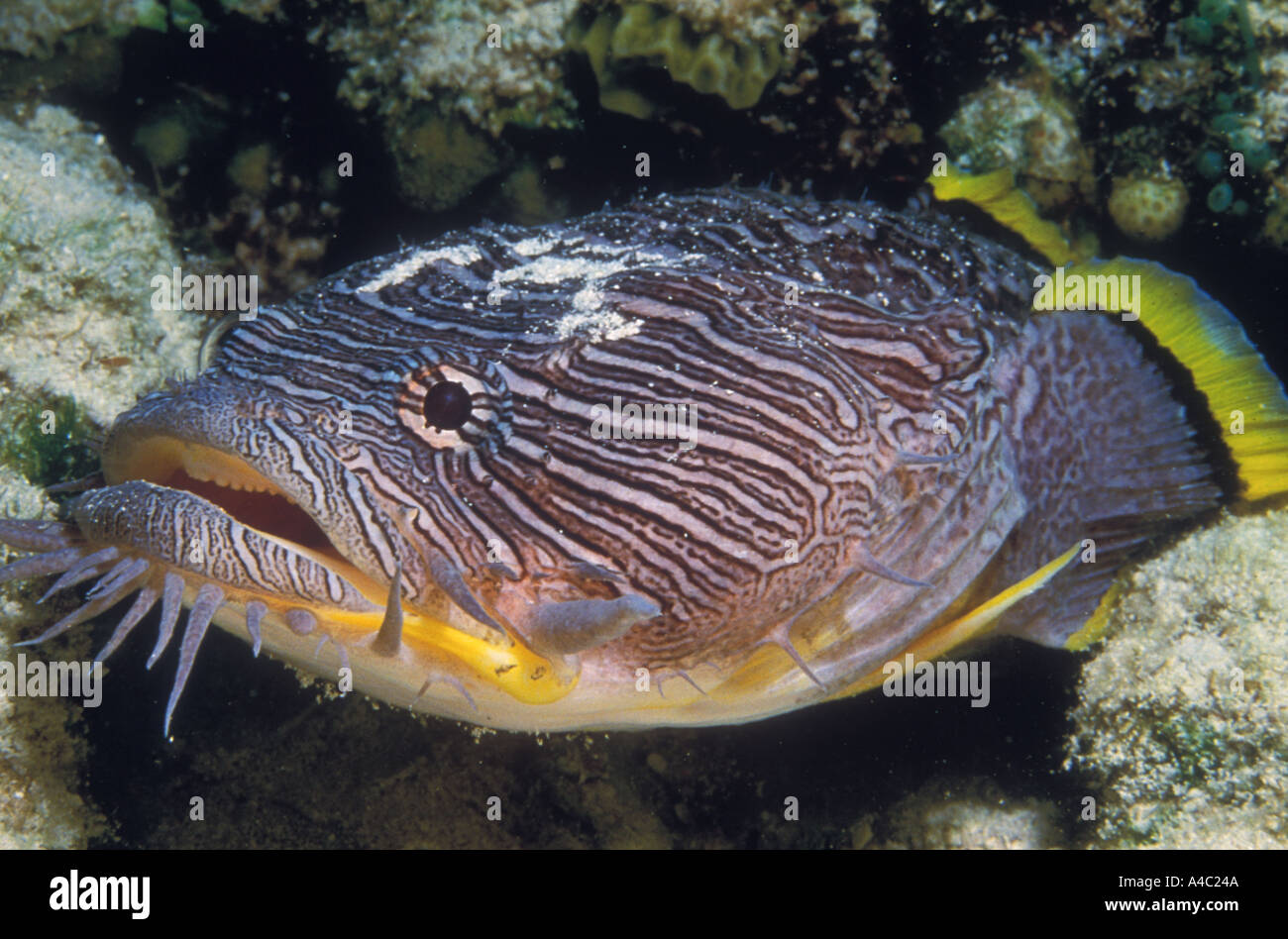 SPLENDID TOADFISH SANOPUS SPLENDIDUS COZUMEL MEXICO Stock Photo - Alamy