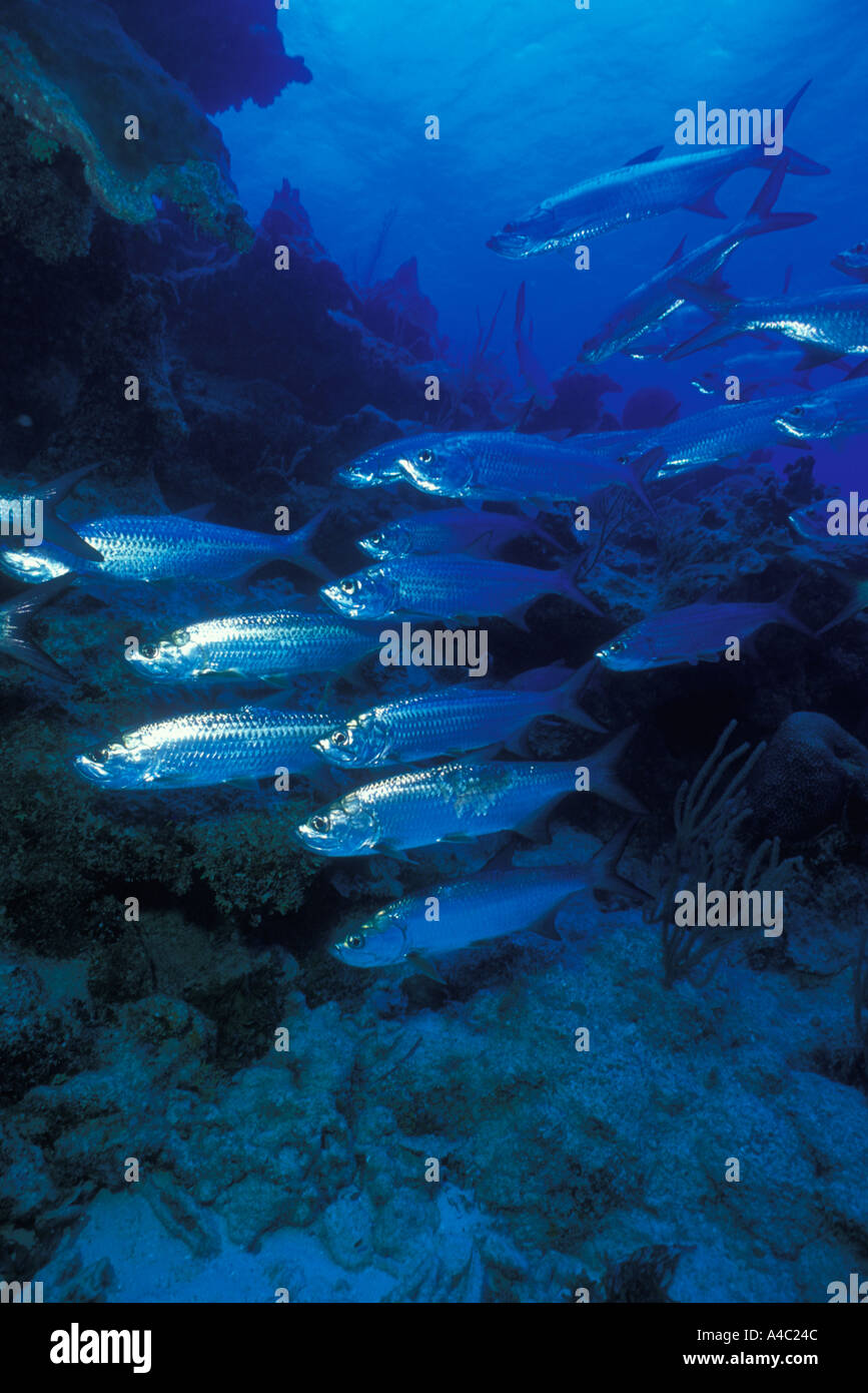 Megalops hi-res stock photography and images - Alamy