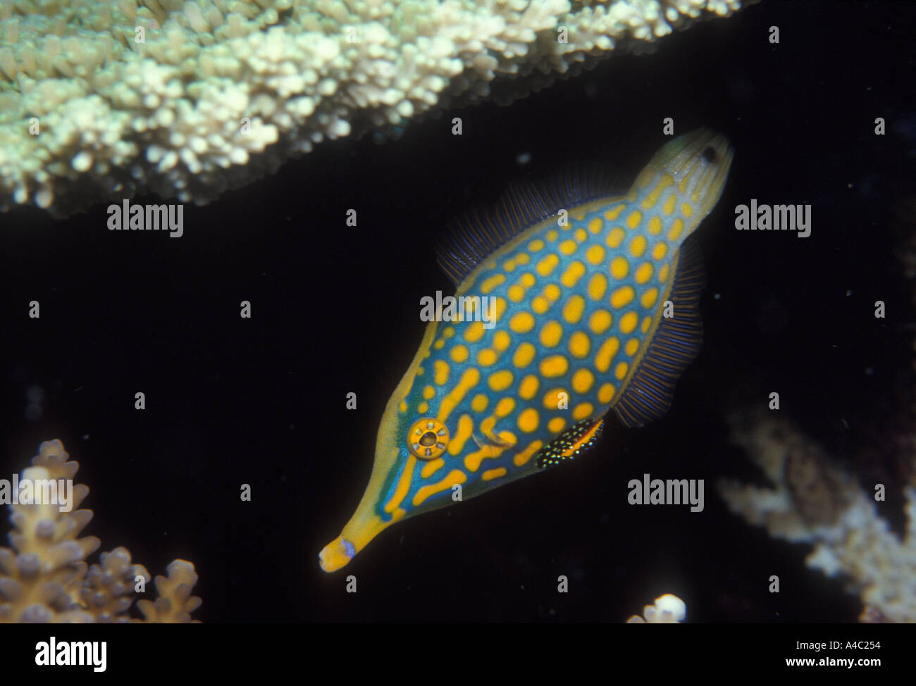 Longnose Filefish High Resolution Stock Photography and Images - Alamy
