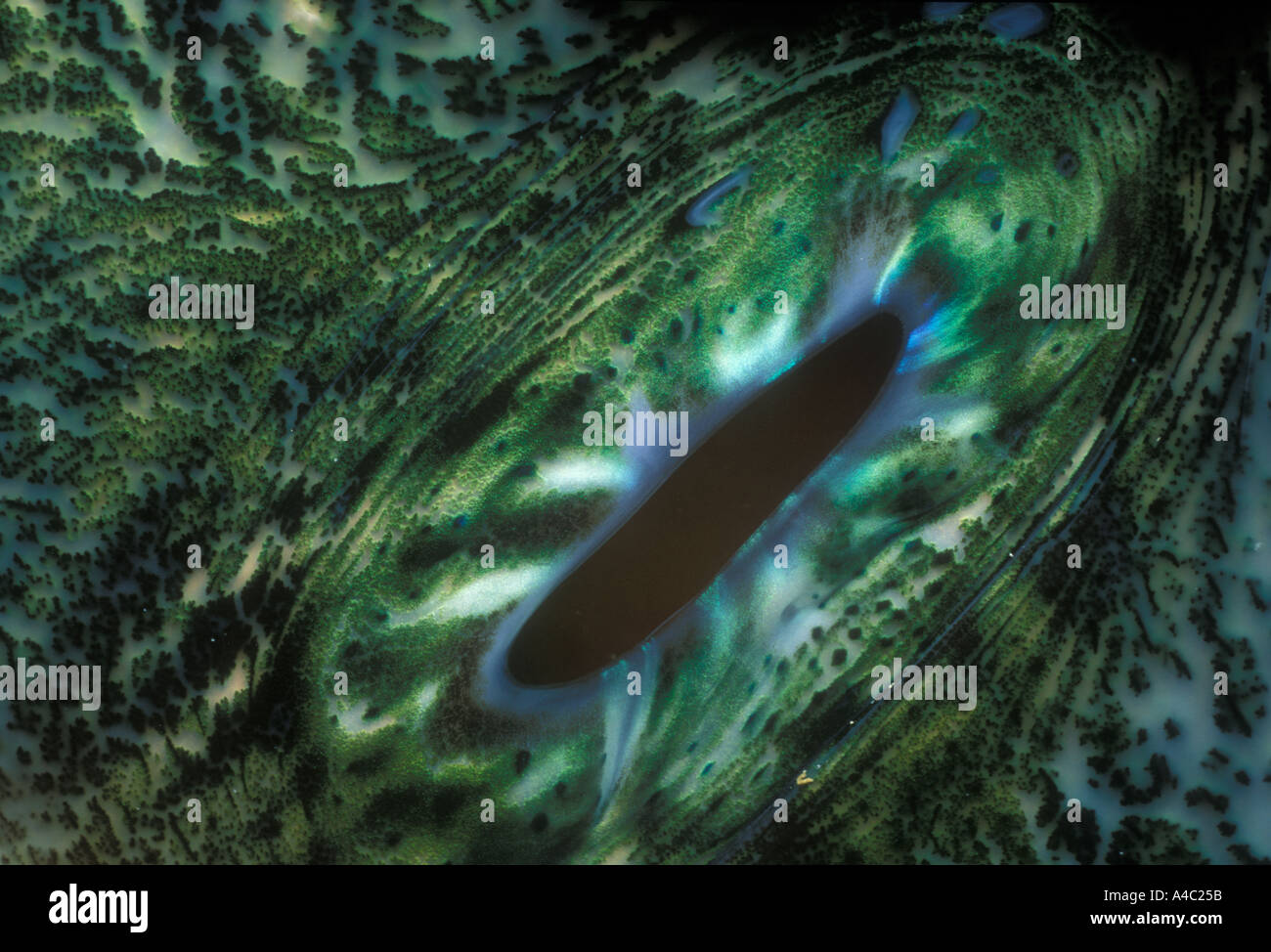 Clam siphon hi-res stock photography and images - Alamy