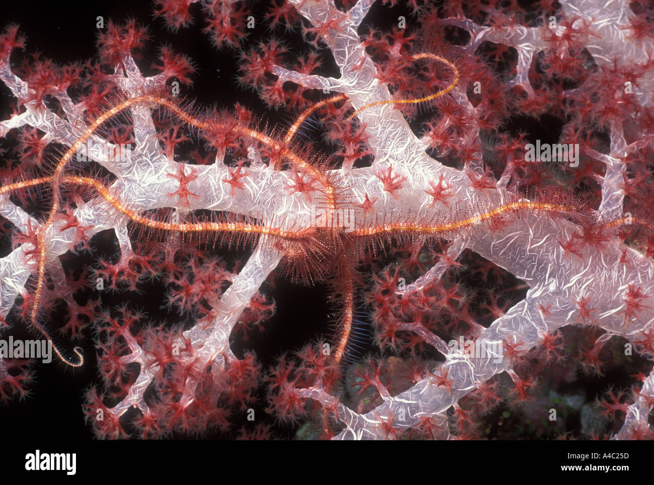 Ophiothrix species hi-res stock photography and images - Alamy