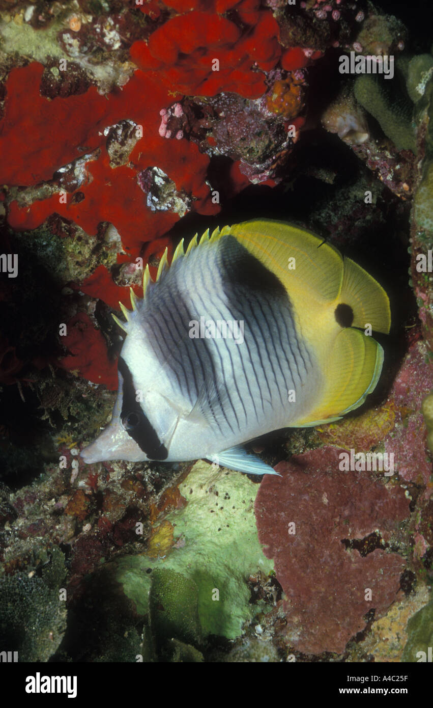 PACIFIC DOUBLE SADDLE BUTTERFLYFISH CHAETODON ULIENTENSIS Stock Photo ...