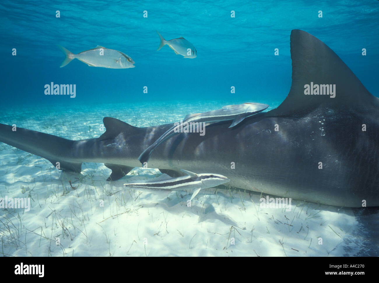 THE TAIL OF A BULL SHARK CARCHARHINUS LEUCAS Stock Photo - Alamy