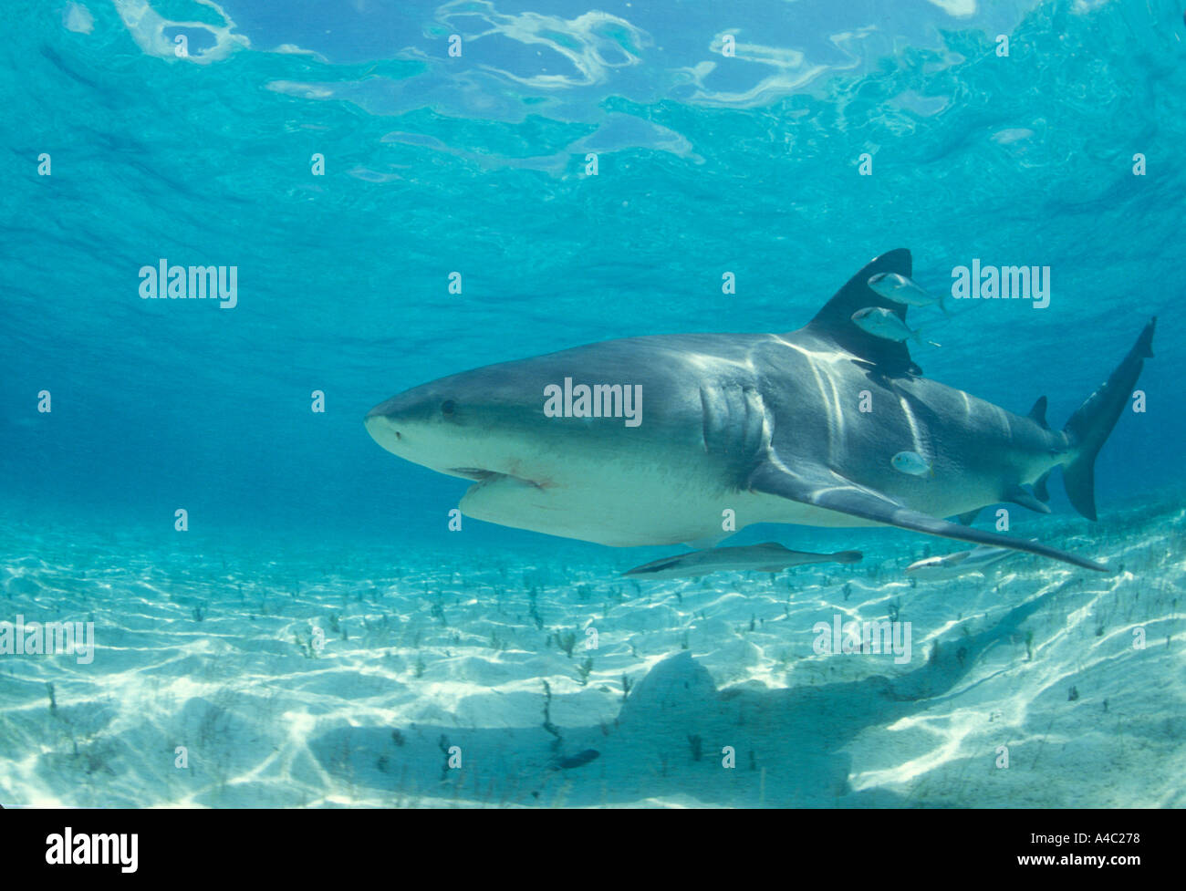 Bull shark hi-res stock photography and images - Alamy